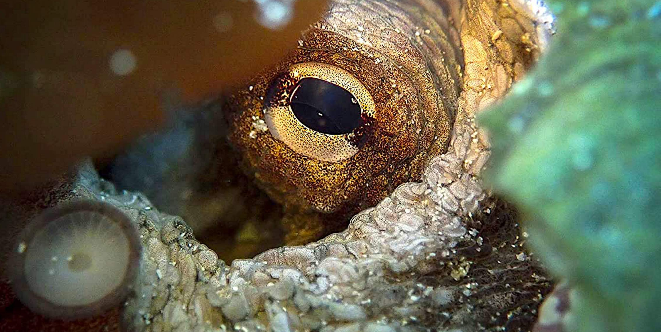 Octopus wisdom the Buddha would approve – STEPHANIE NOBLE