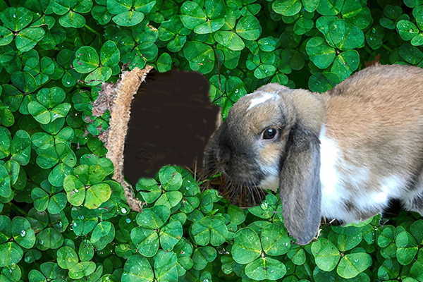 Unveiling :: How to get out of rabbit holes – STEPHANIE NOBLE